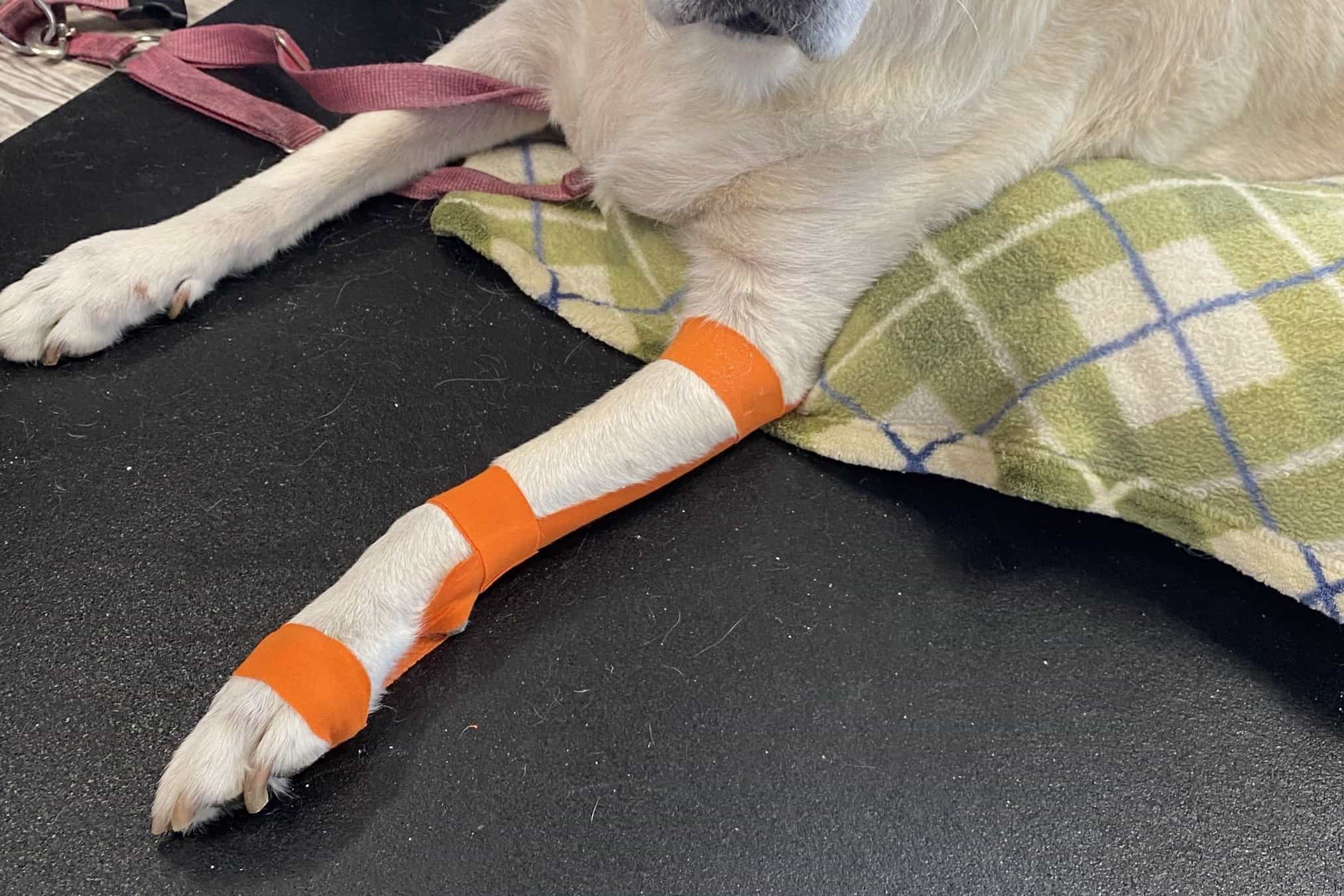 Dog Kinesiology Tape: How To Apply It And What Does It Do? - Wemade ...