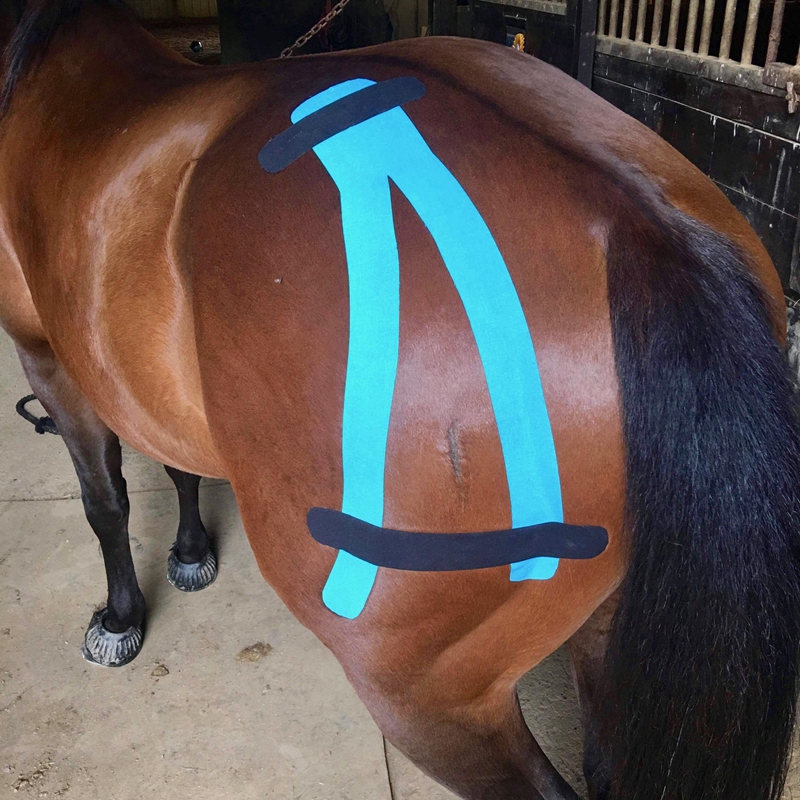 Kinesiology Tape for Horses - Equine Kinesiology Tape Wemade