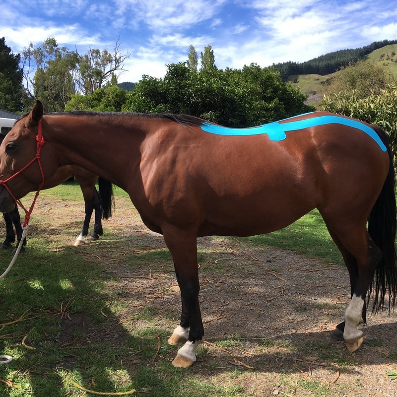 Kinesiology Tape For Horses Can Help Your Horse Fight Pain 1